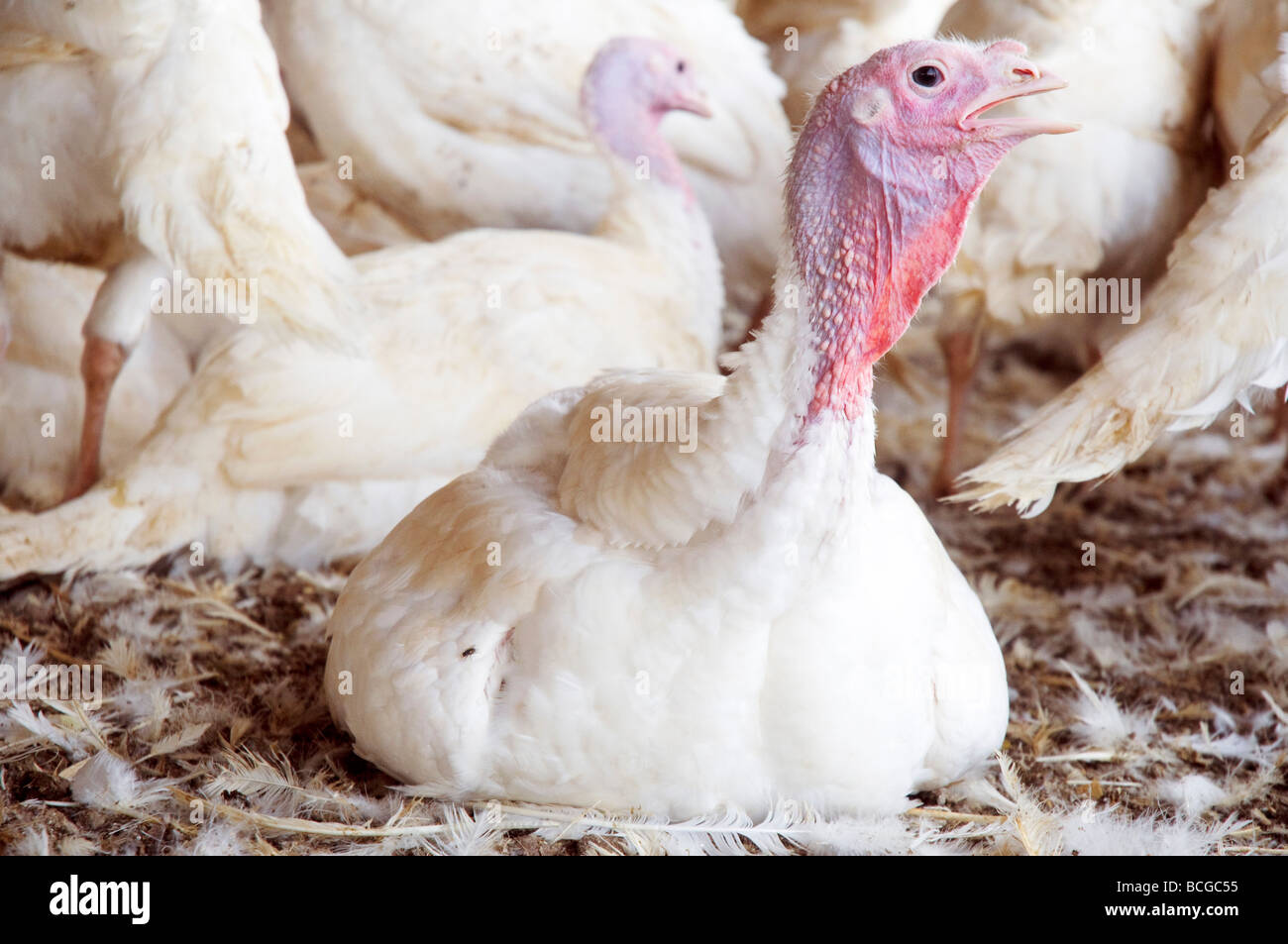 Mature female turkeys after the fattening period in a coop Stock Photo ...
