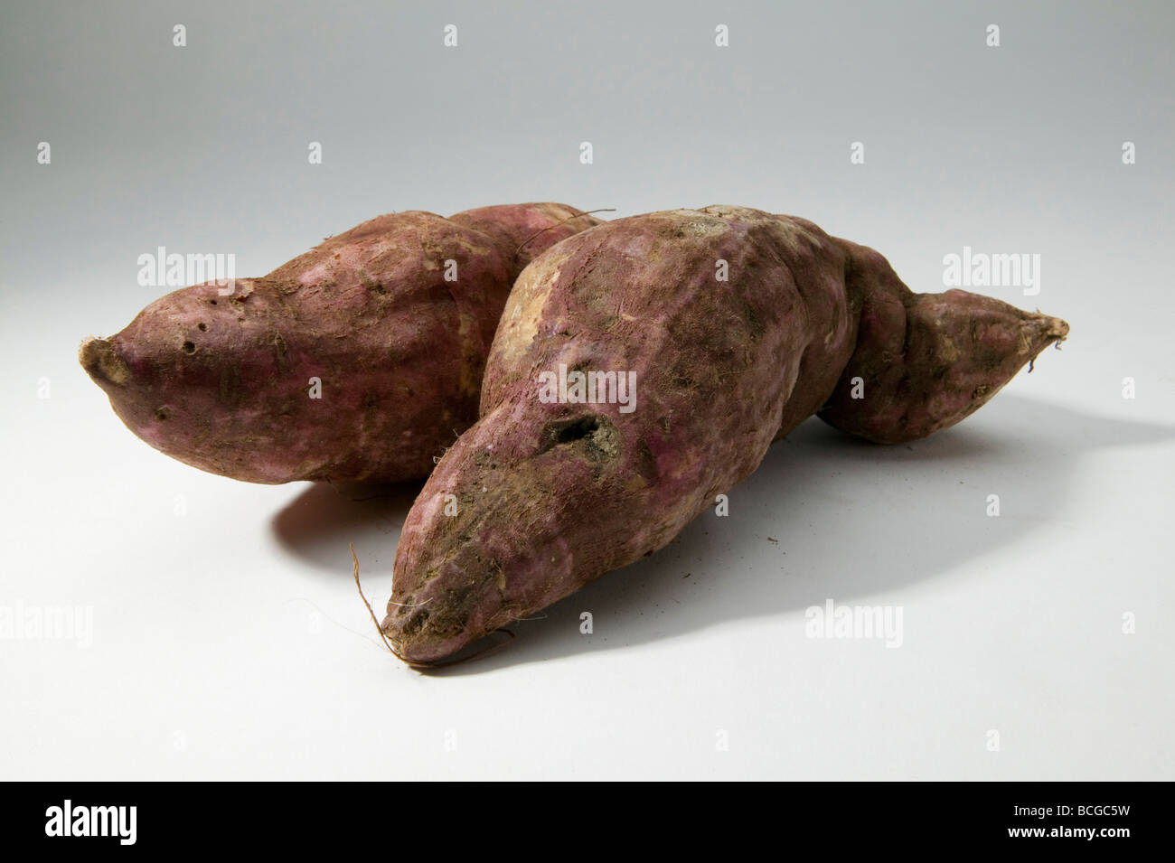 Batata plant hi-res stock photography and images - Alamy
