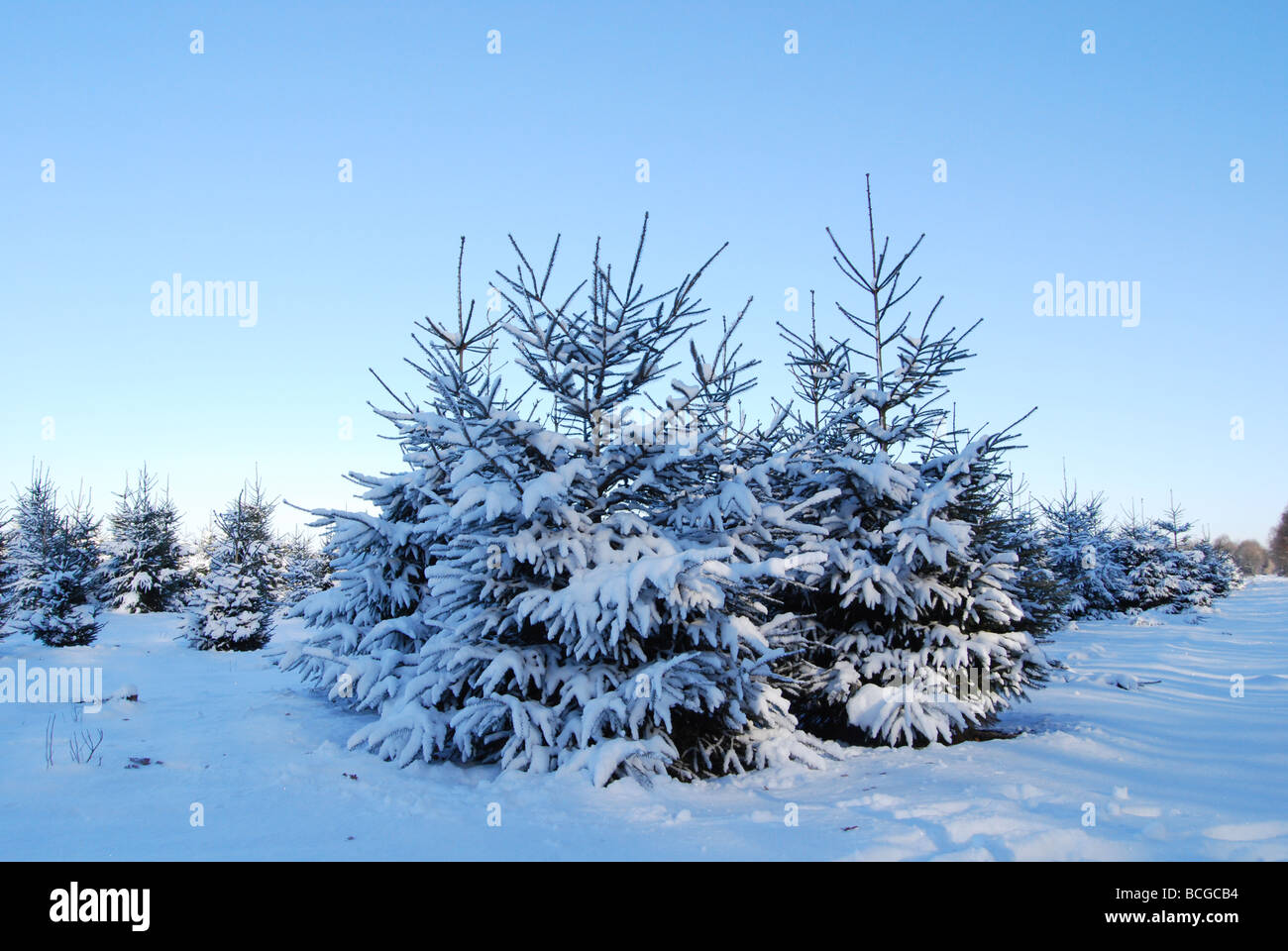 Conifers in winter hi-res stock photography and images - Alamy