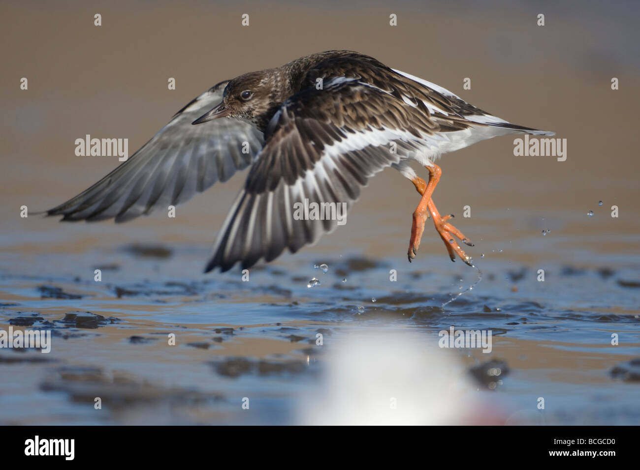 Ruddy Turnstone, Arenaria interpres, Norfolk UK Stock Photo - Alamy