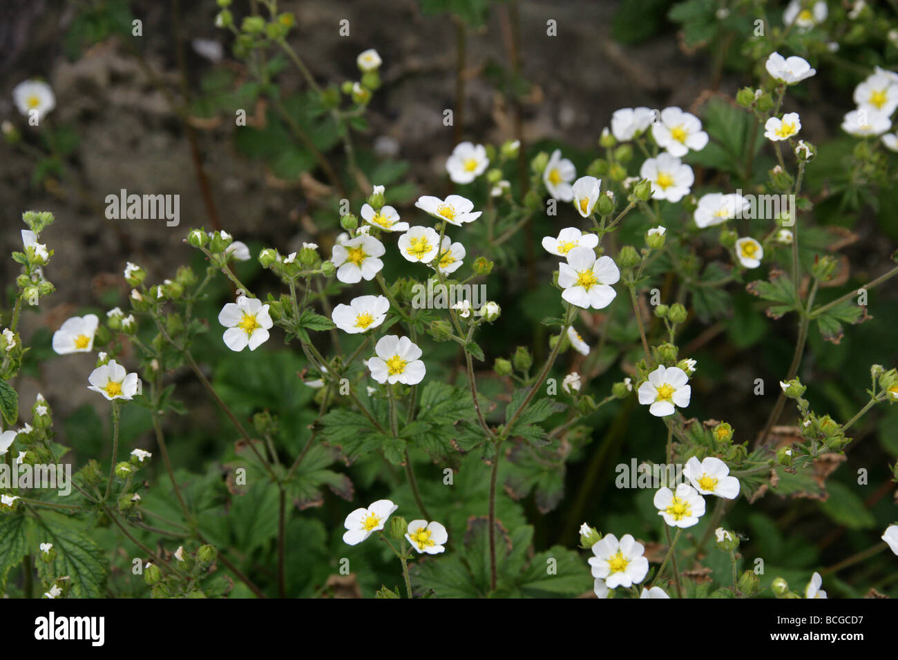 Rock Cinquefoil, Potentilla rupestris, Rosaceae, North America and ...