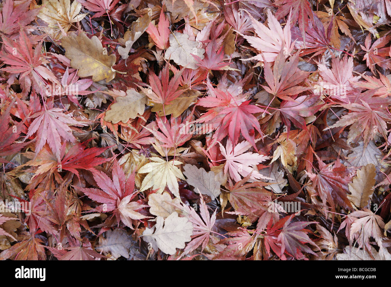 Fallen Maple leaves covering the ground at Westonbirt Arboretum ...