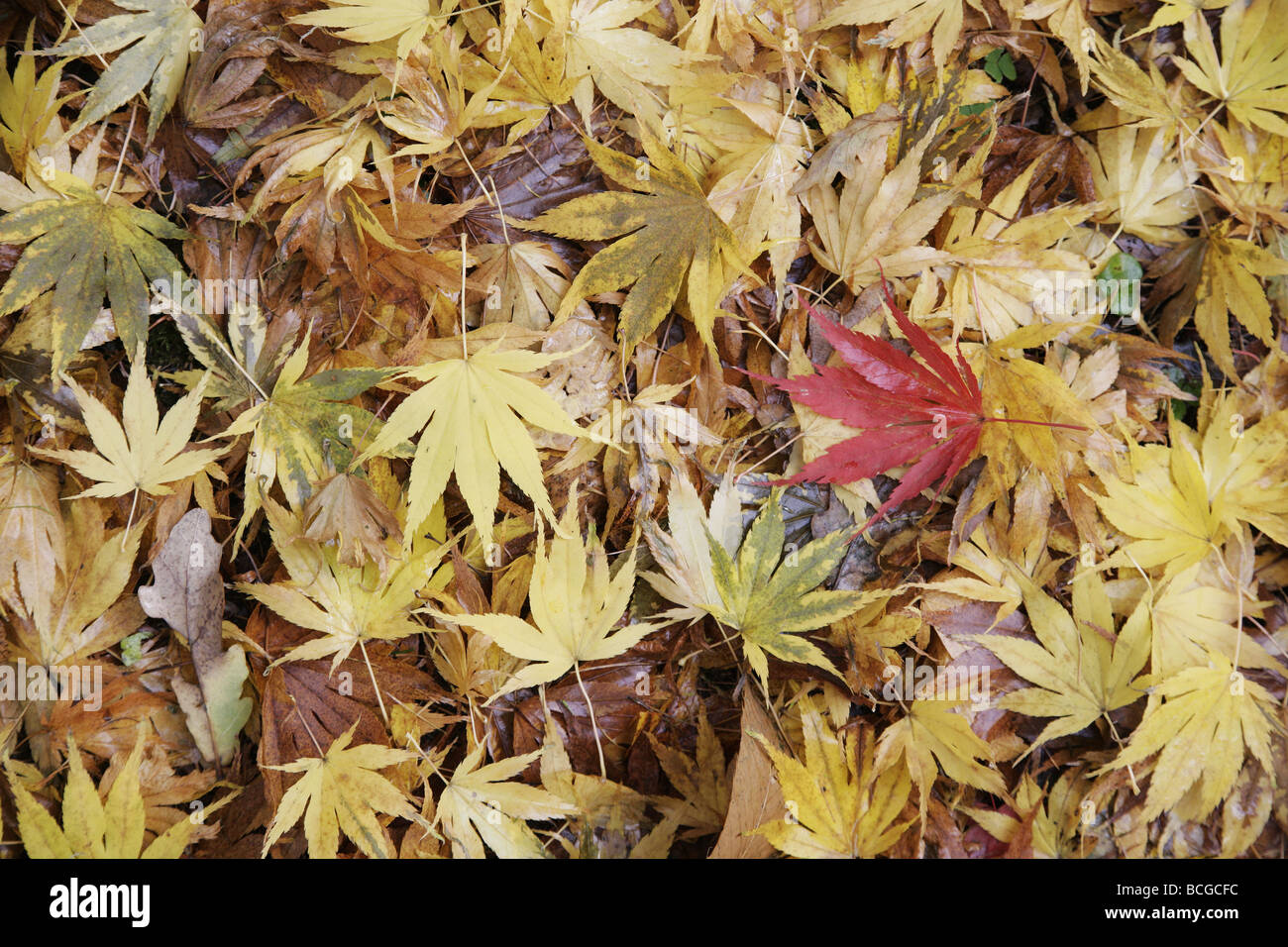 Fallen Maple leaves covering the ground at Westonbirt Arboretum ...