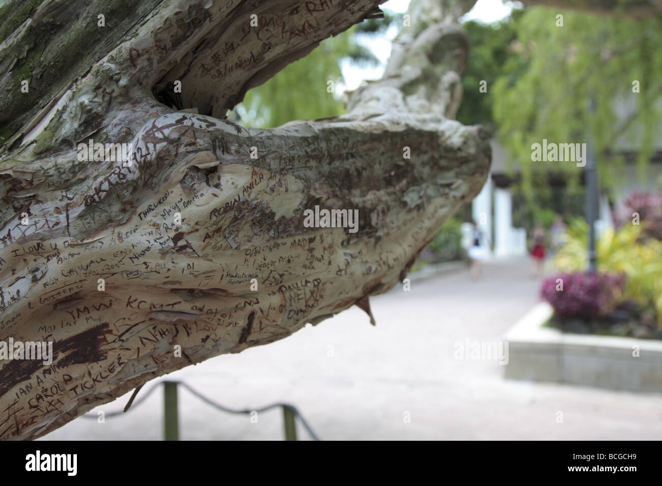 Names scratched into the bark of a tree in the Botanic gardens in ...