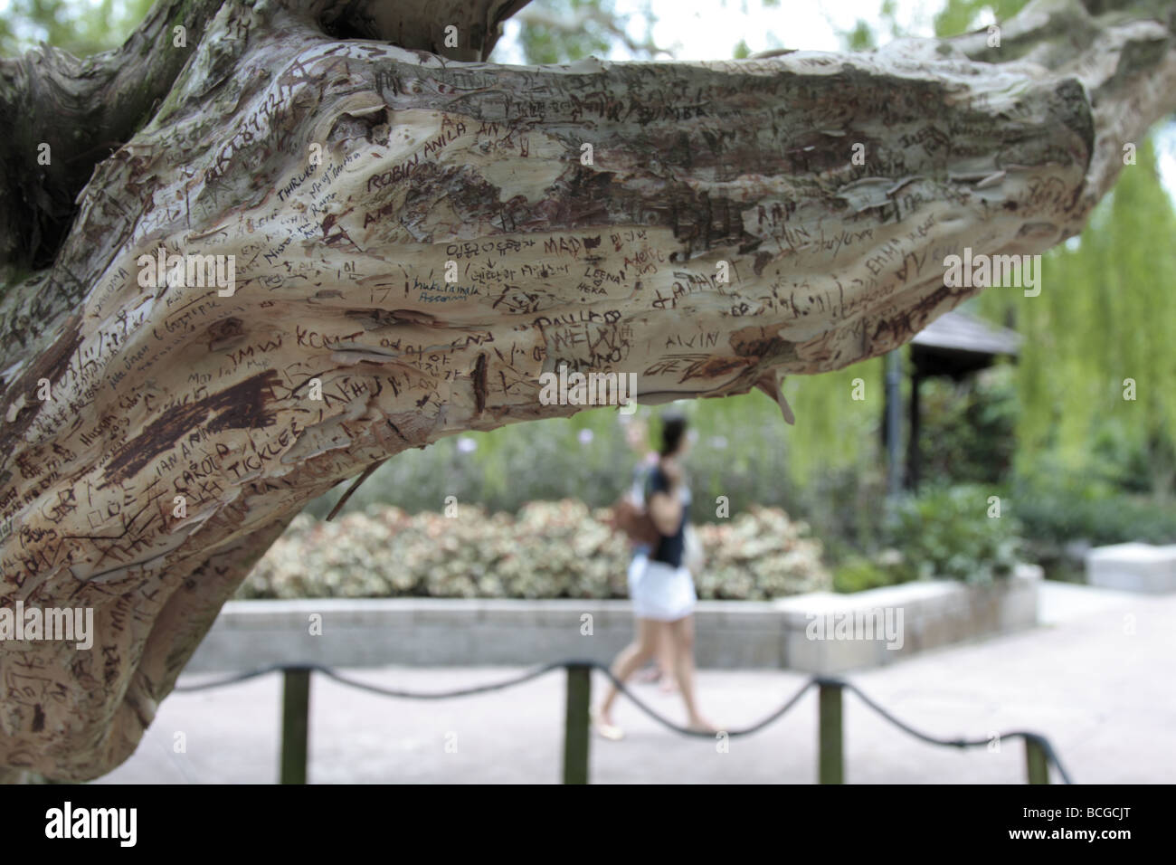 Names scratched into the bark of a tree in the Botanic gardens in ...