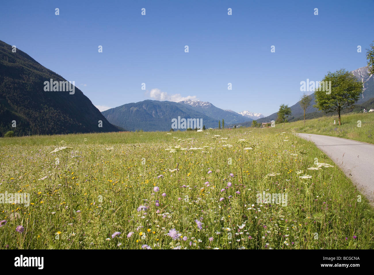 Tirol Austria EU An alpine spring flower meadow alongside a cycle track ...