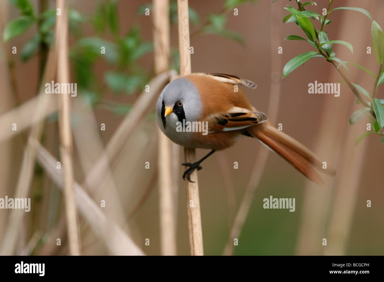 Bearded Tit, Panurus biarmicus Stock Photo - Alamy