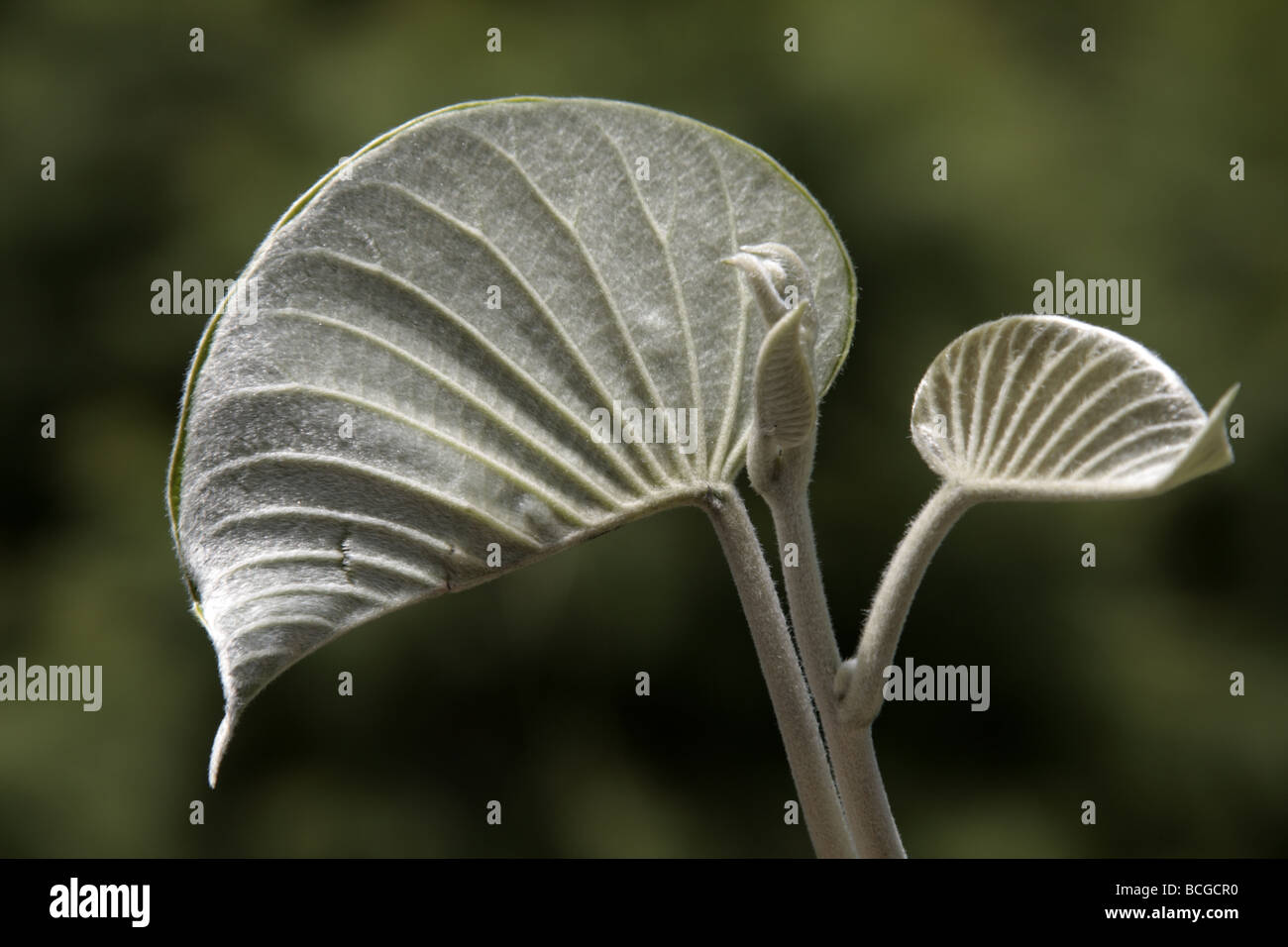 Leaf unfolding hi-res stock photography and images - Alamy