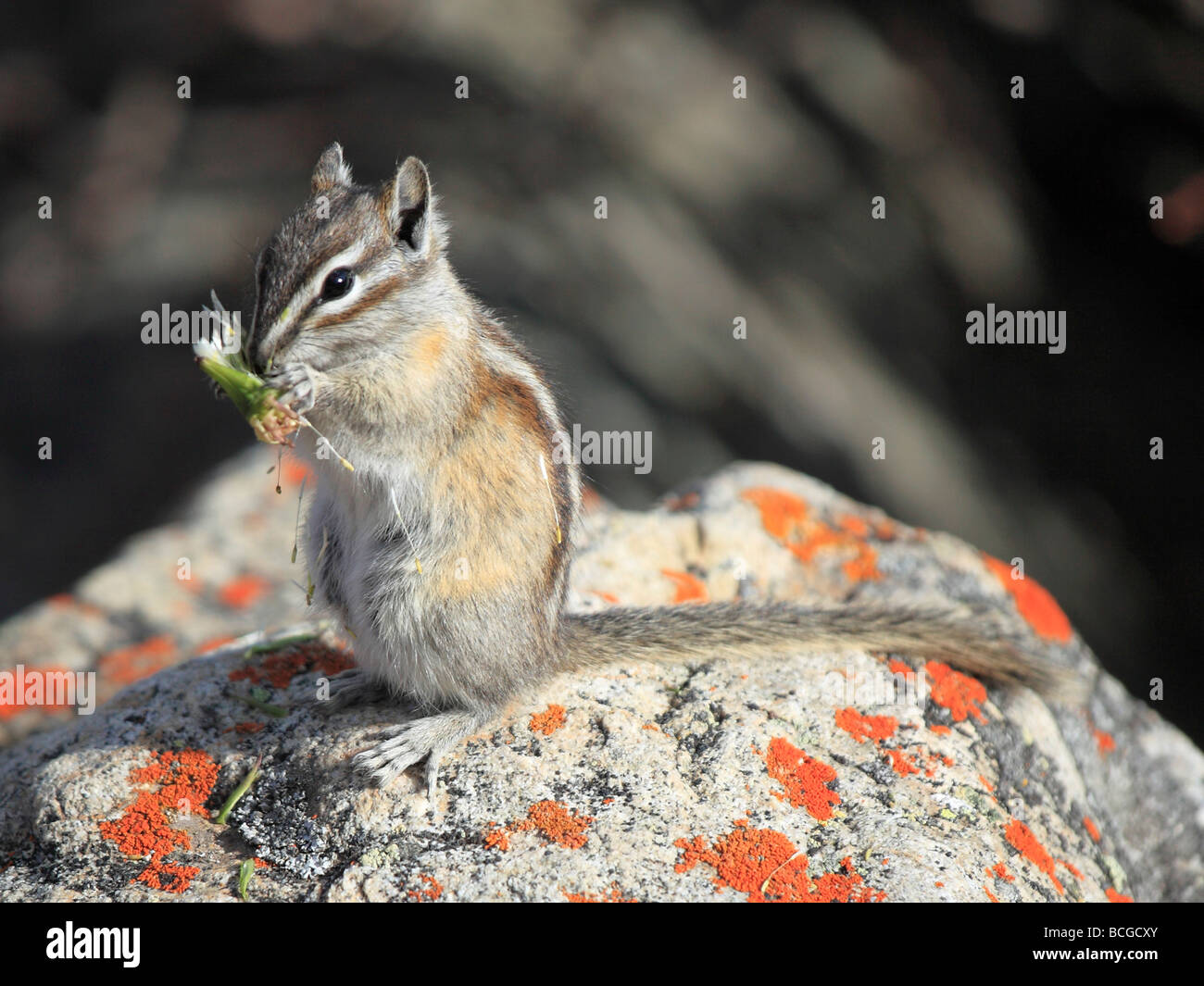 Canada faune hi-res stock photography and images - Alamy