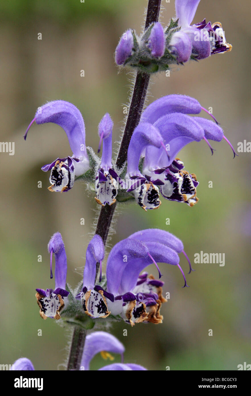 Native of asia hi-res stock photography and images - Alamy