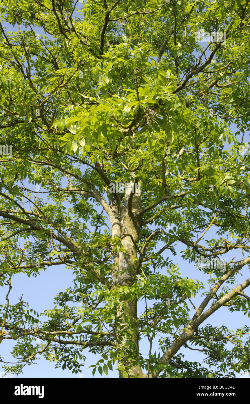 Tree in full leaf Stock Photo - Alamy