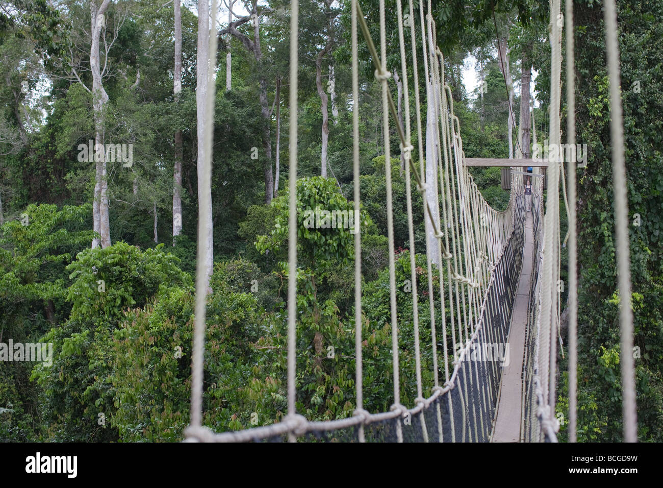 Rainforest canopy hi-res stock photography and images - Alamy