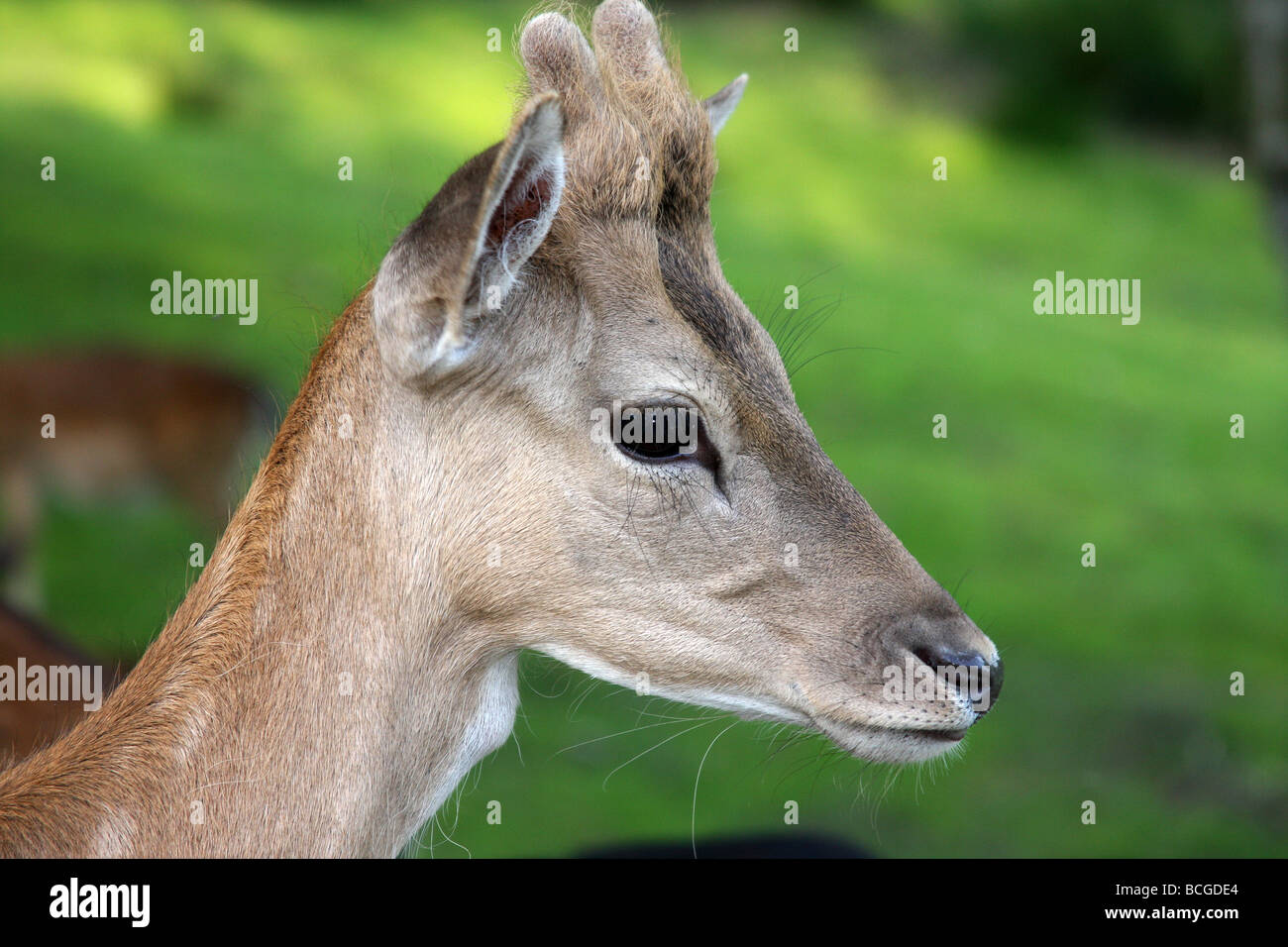 Cannock chase wildlife hi-res stock photography and images - Alamy