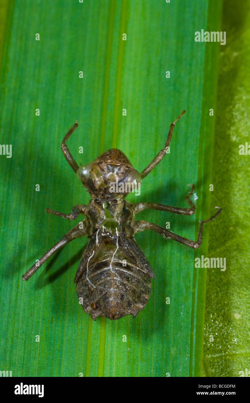Skin shed by pond insects hi-res stock photography and images - Alamy