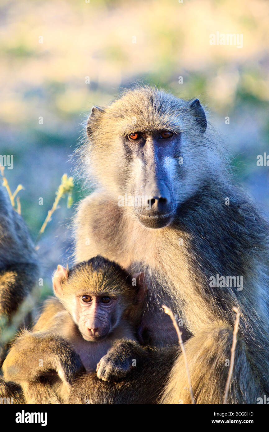 Baboon cape hi-res stock photography and images - Alamy