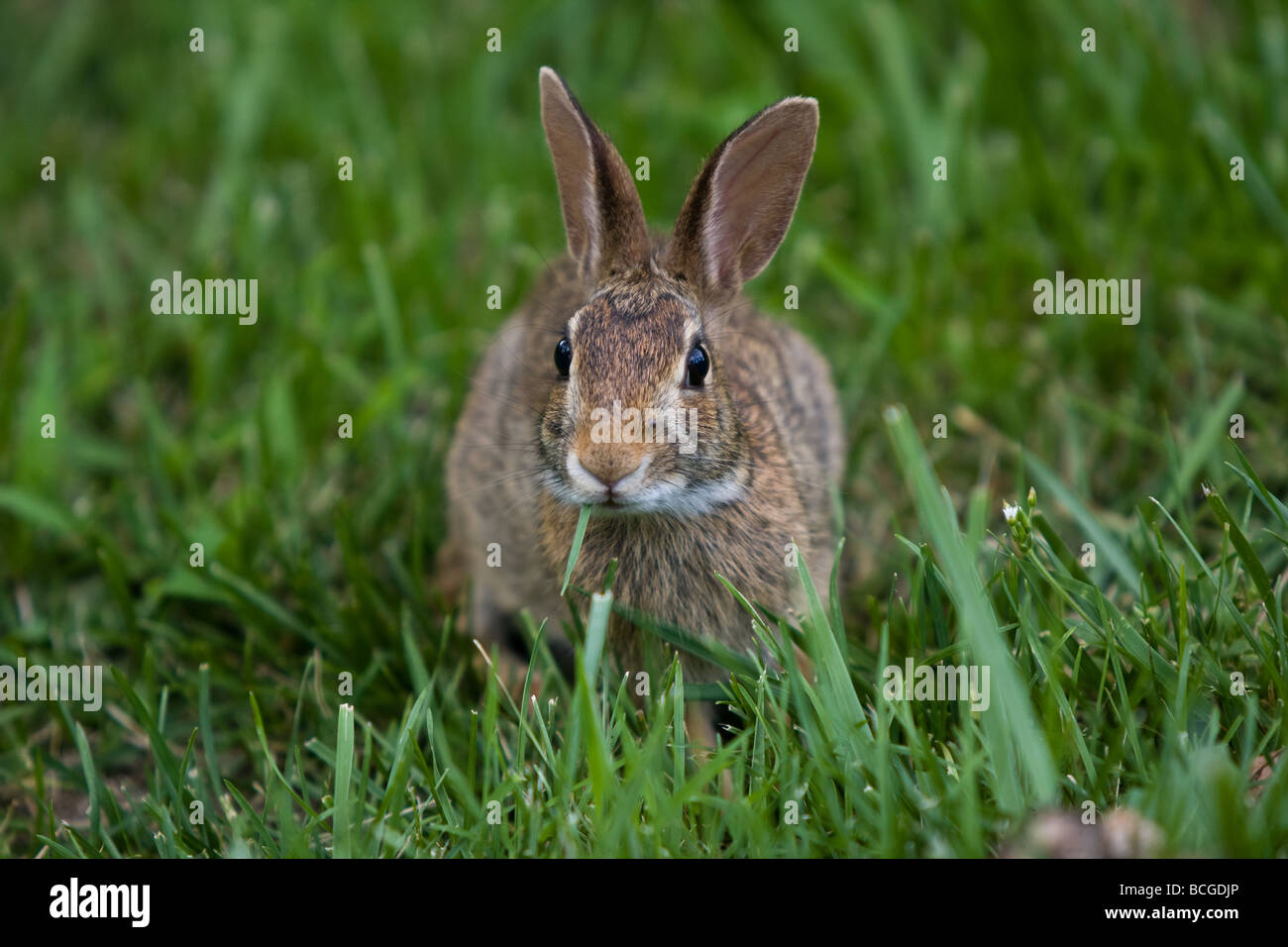 A young rabbit wants to get his picture taken Stock Photo - Alamy