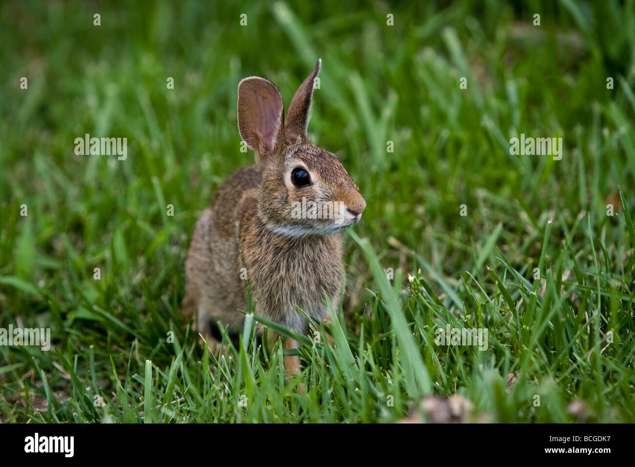 A young rabbit wants to get his picture taken Stock Photo - Alamy