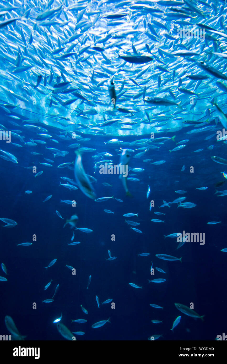 Lots of fish aquarium hi-res stock photography and images - Alamy