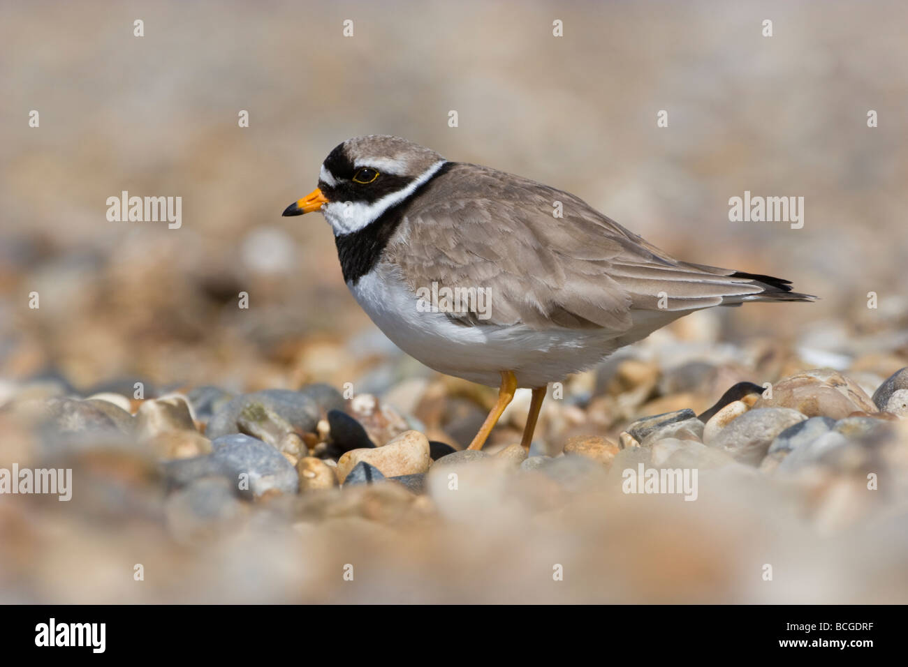 Ringed Plover, Charadrius hiaticula, Norfolk, UK Stock Photo - Alamy
