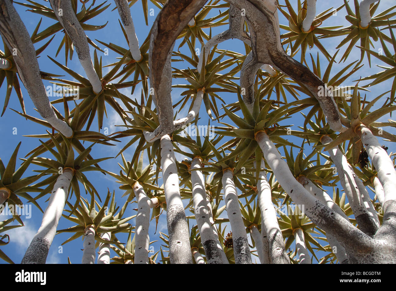 quiver trees in Namibia Stock Photo - Alamy