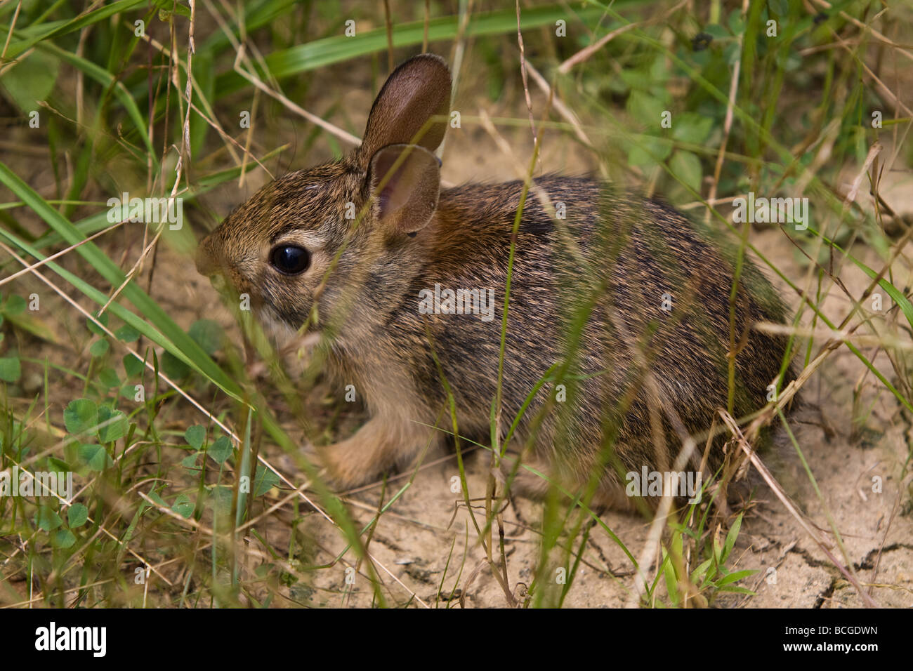 Cottontail Rabbit High Resolution Stock Photography and Images - Alamy