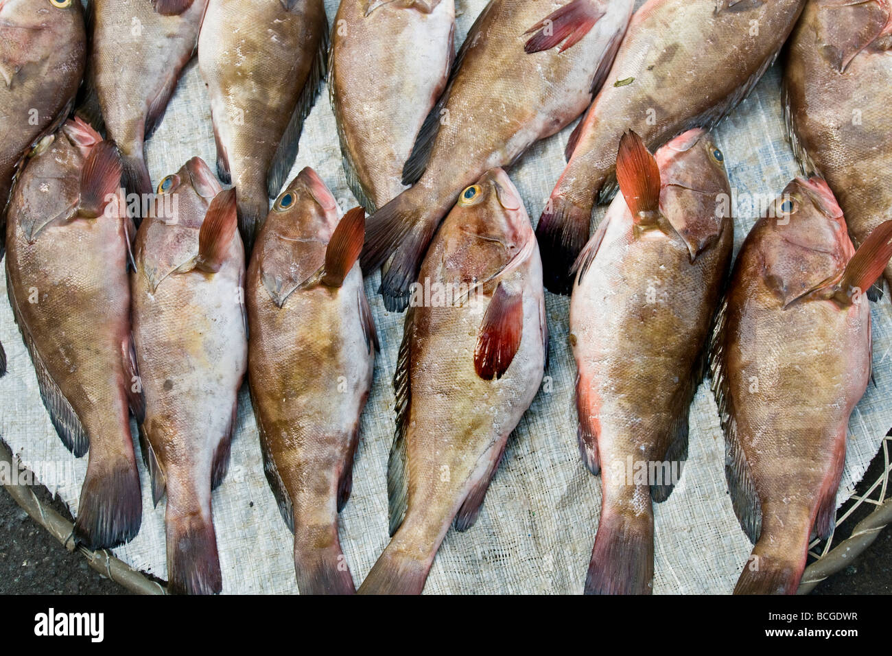 Dubai marine life hi-res stock photography and images - Alamy