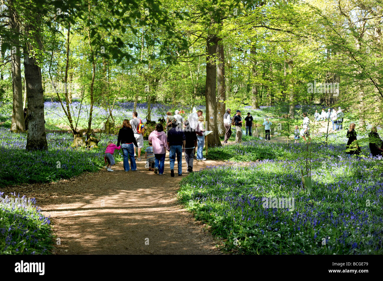 Bluebell walk at arlington Stock Photo - Alamy