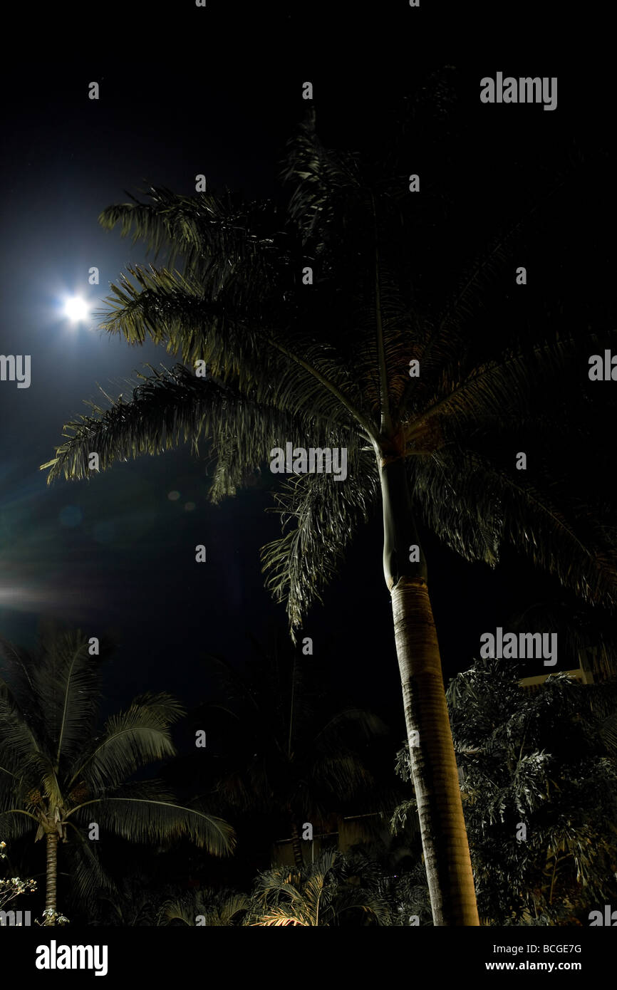 Night shot of the moon and a coconut palm tree Stock Photo - Alamy