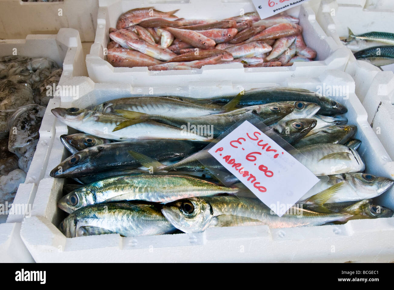 Adriatic fish hi-res stock photography and images - Alamy