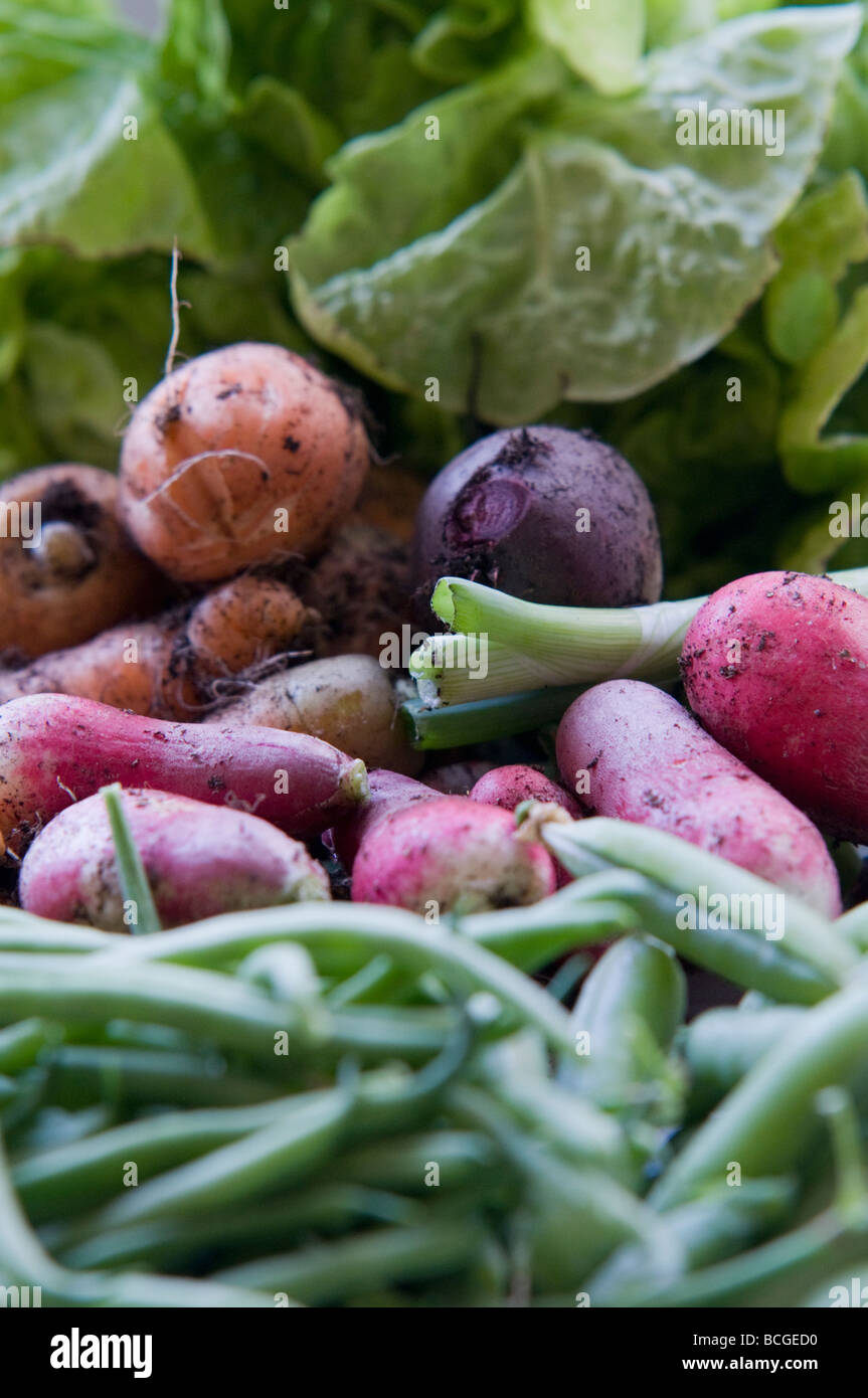 Home grown veg hi-res stock photography and images - Alamy