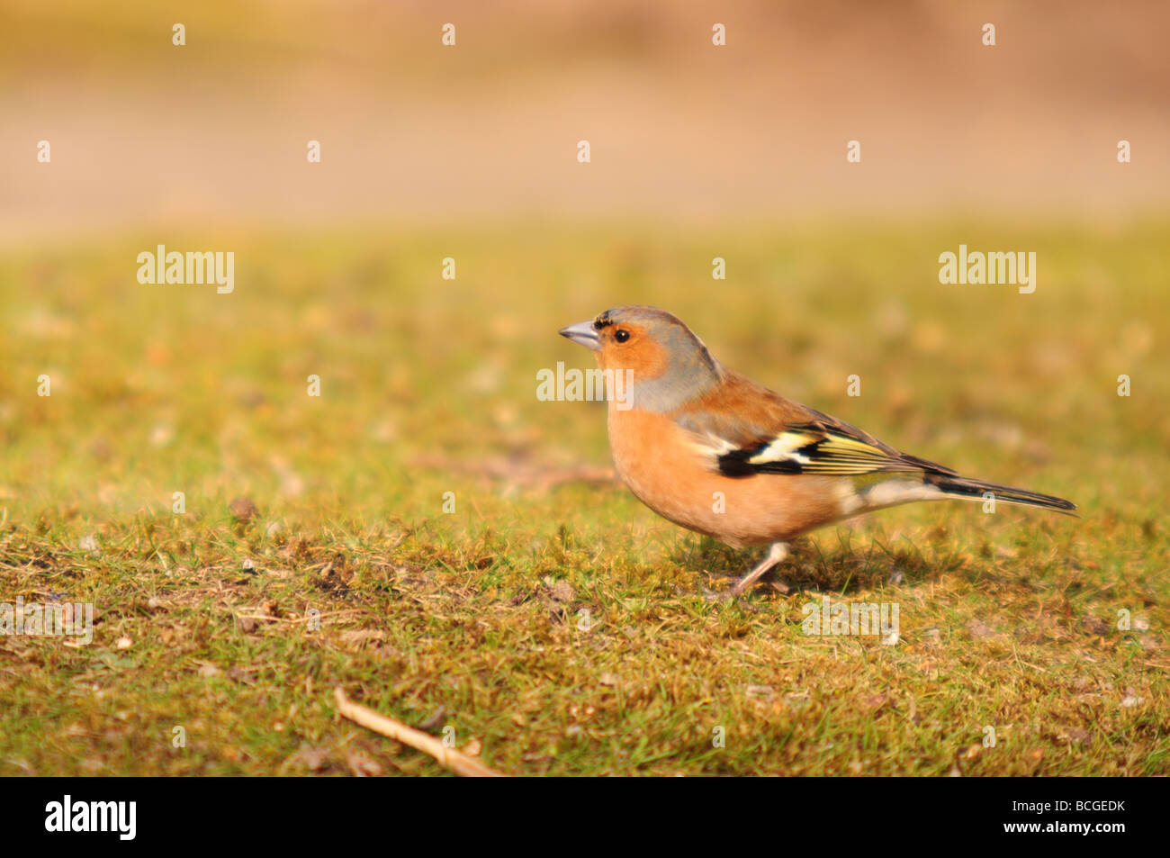 English chaffinch hi-res stock photography and images - Alamy