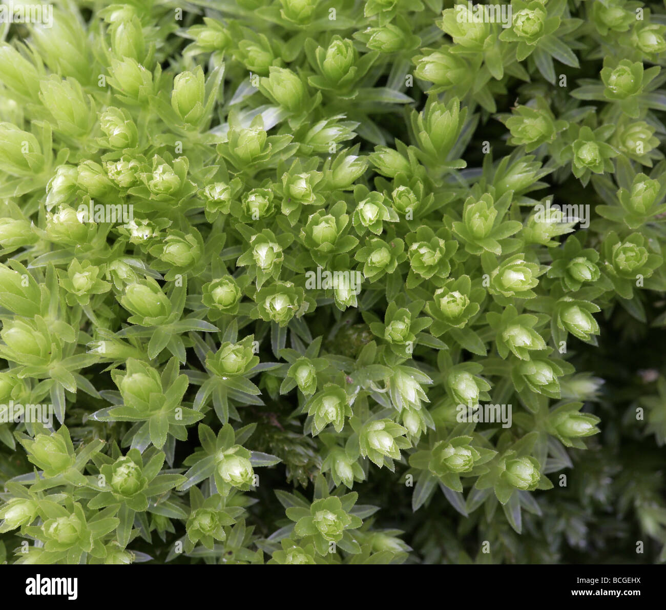Mnium hornum moss in spring Stock Photo - Alamy