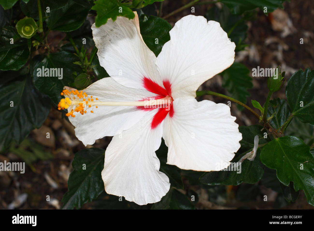 Hibiscus flower, Sachica, Boyacá, Colombia, South America Stock Photo ...