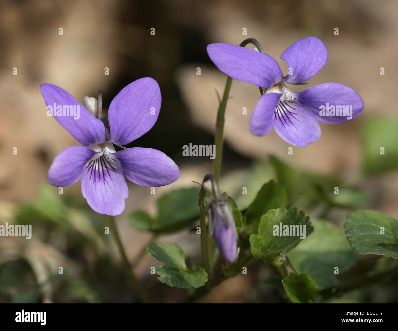 Common Dog Violet Viola riviniana Stock Photo - Alamy