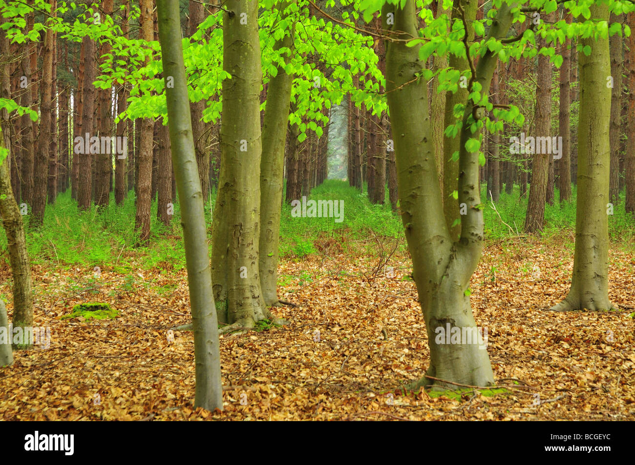 Tunstall Forest High Resolution Stock Photography and Images - Alamy