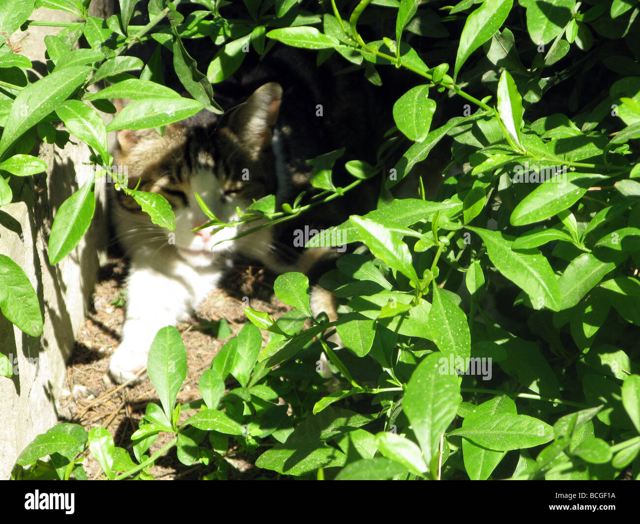 Sleeping cat under the sun hi-res stock photography and images - Alamy