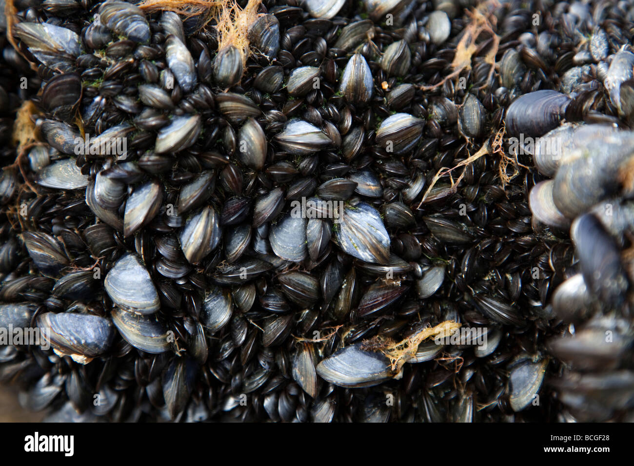 Shell of mollusk hi-res stock photography and images - Alamy