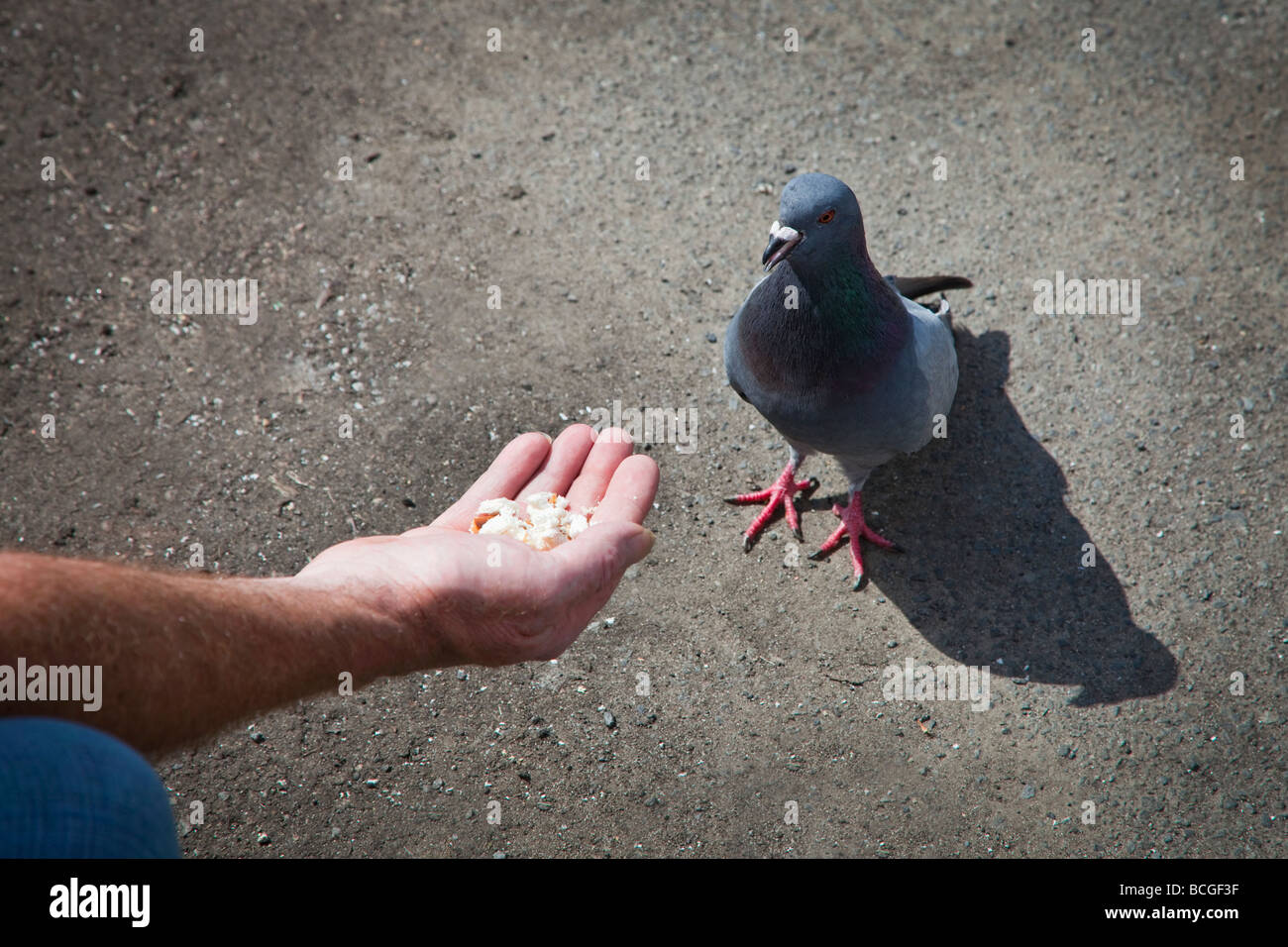 Hand feeding bread to a common pigeon also known as a city pigeon or ...