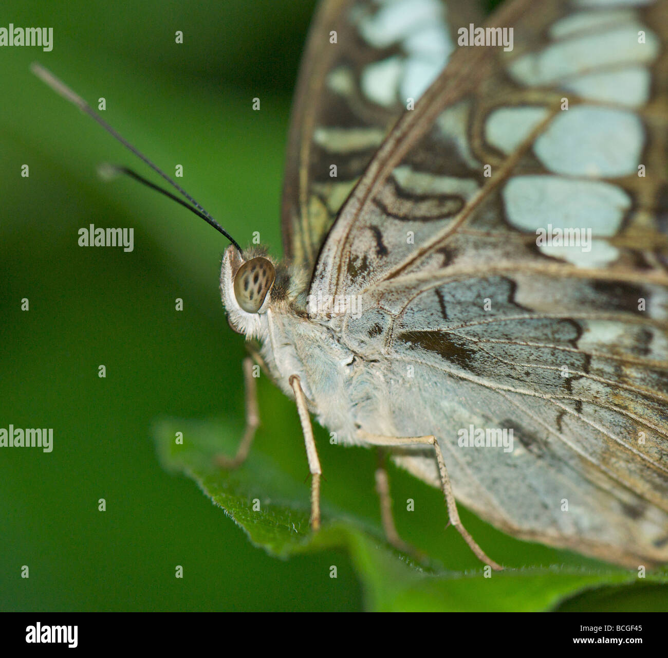 Tropical butterfly house hi-res stock photography and images - Alamy