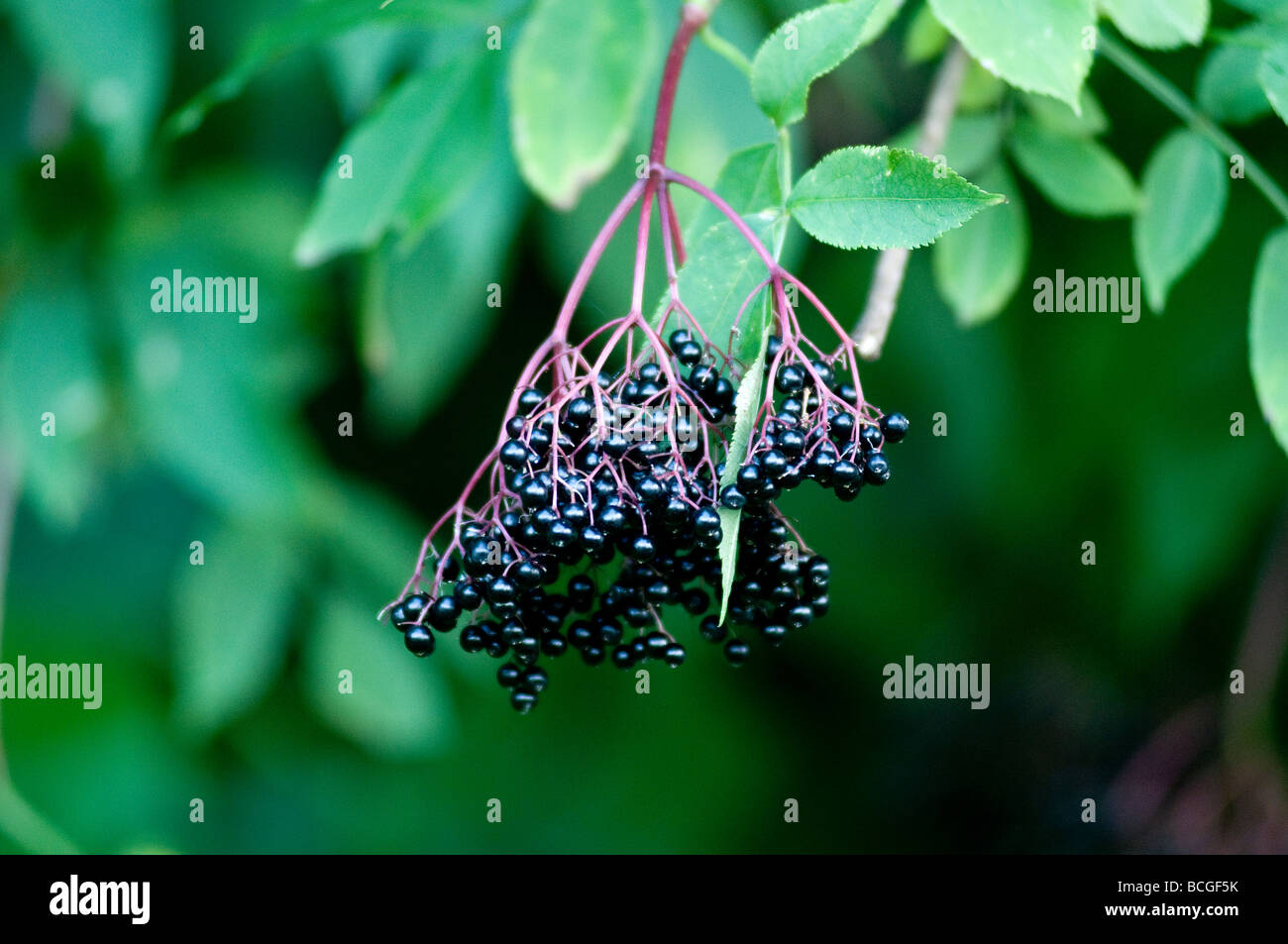 Poke bush hi-res stock photography and images - Alamy