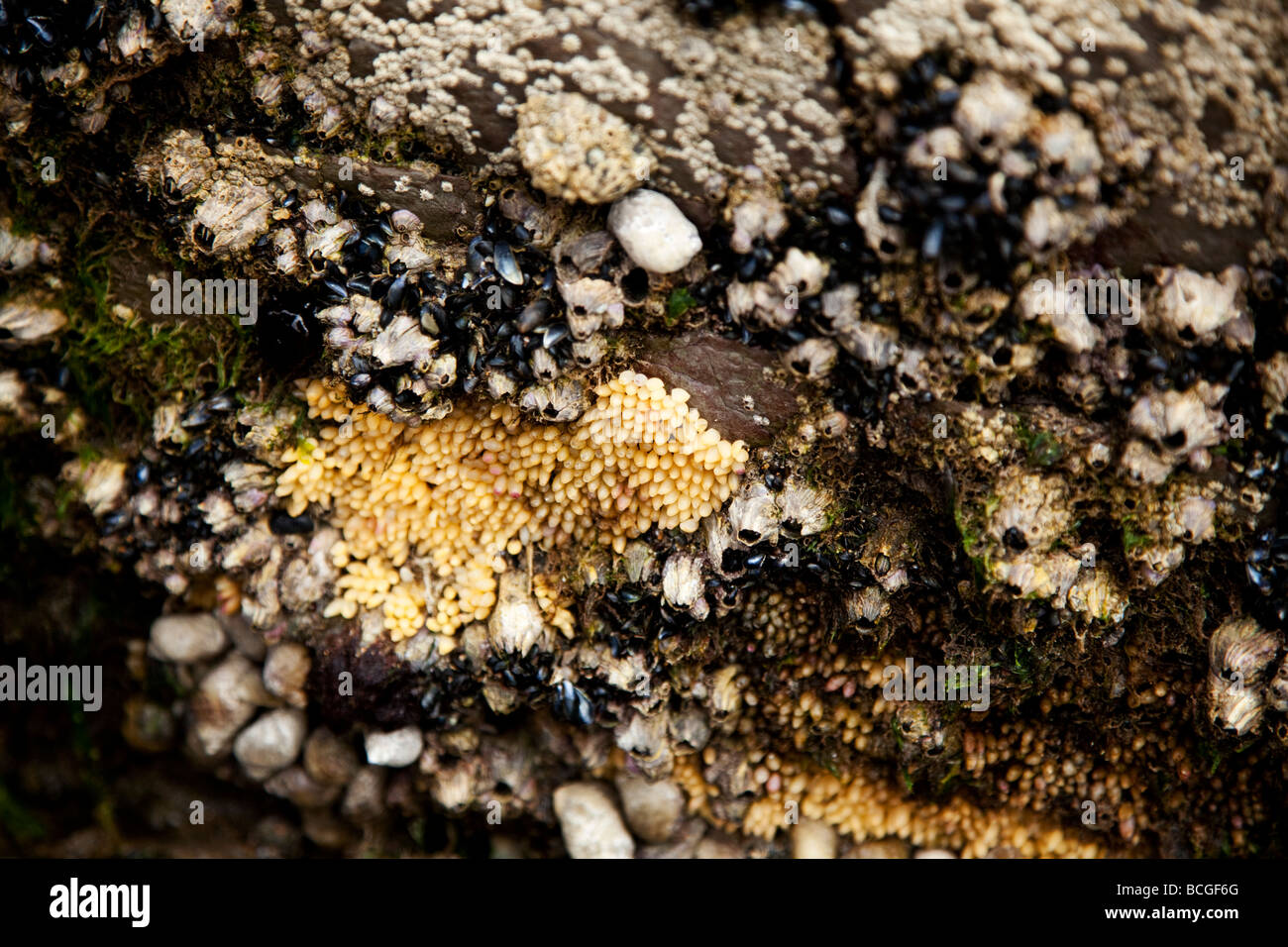 Winckles hi-res stock photography and images - Alamy