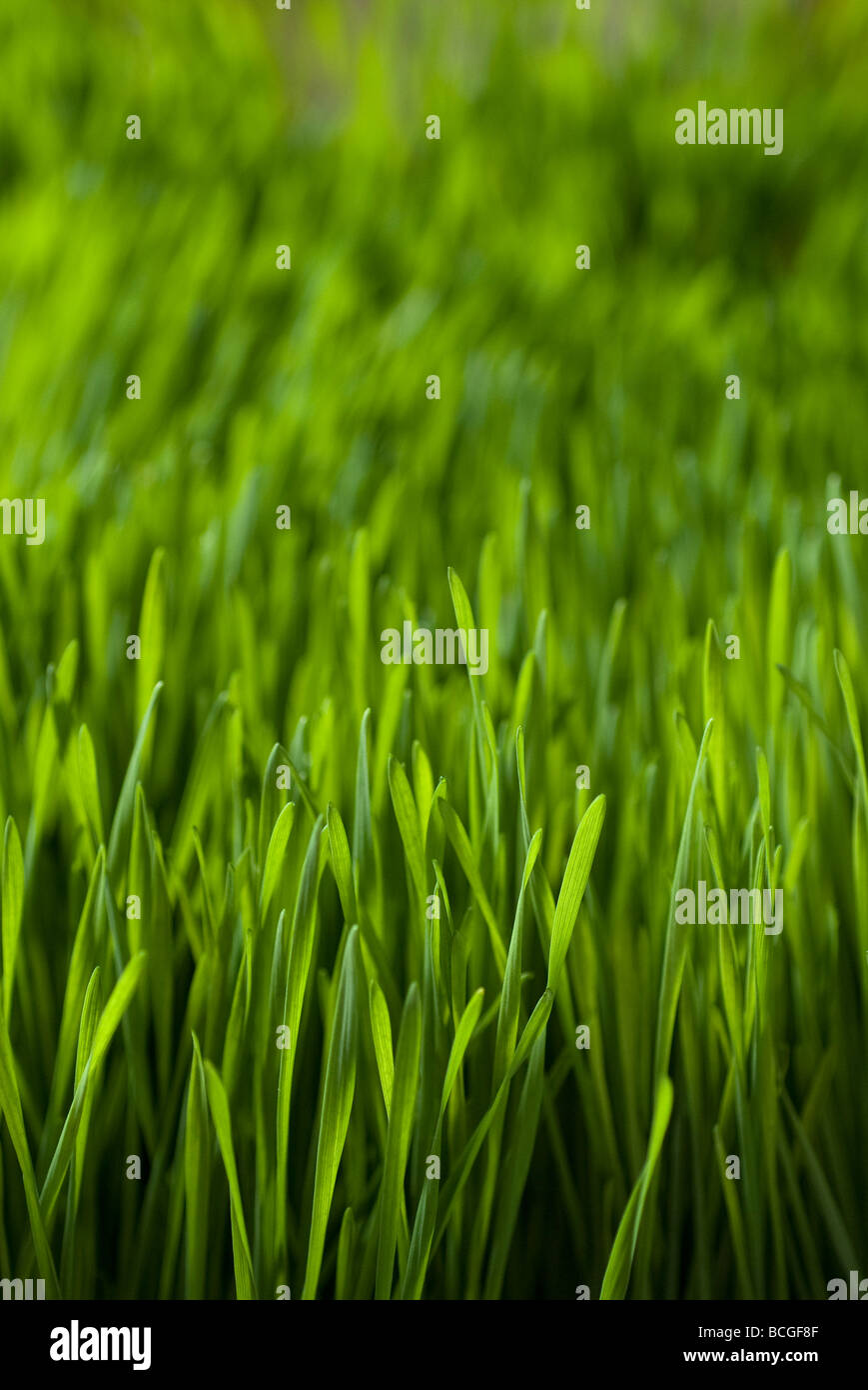 Fresh raw foods, wheatgrass Stock Photo - Alamy