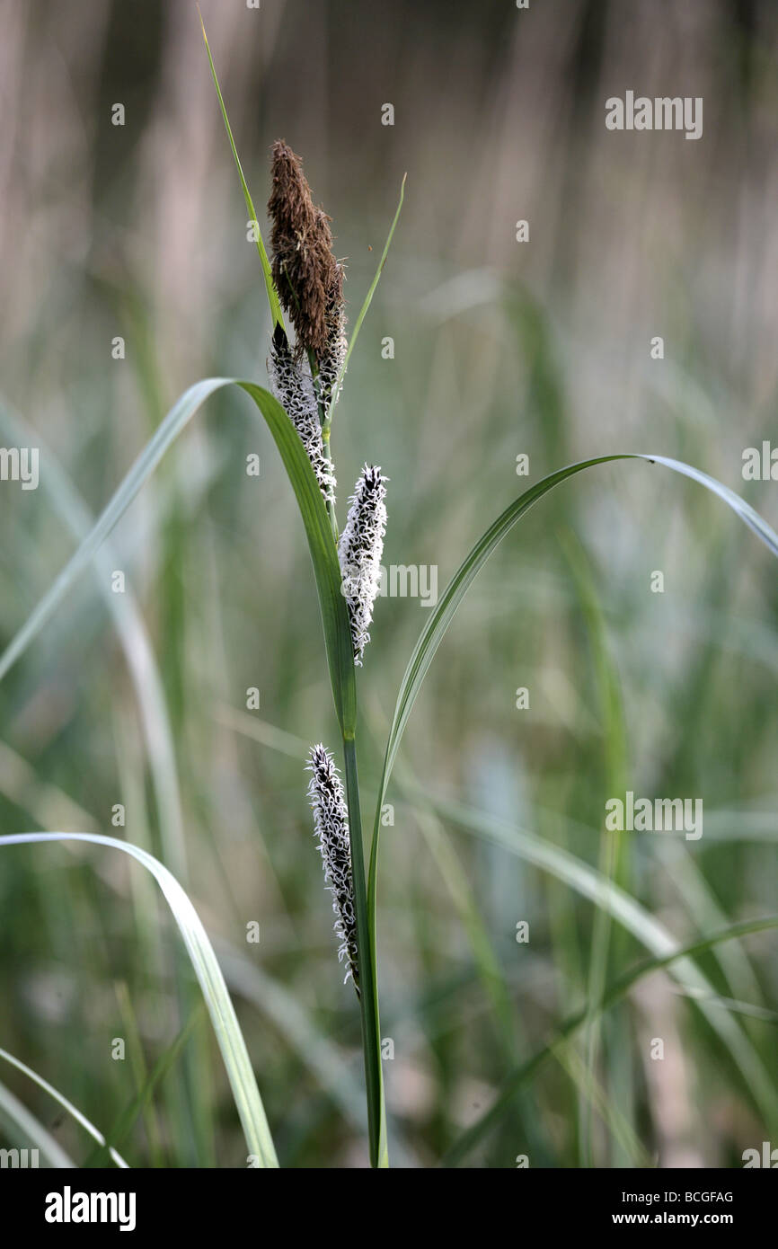 Greater Pond Sedge Carex riparia Stock Photo - Alamy