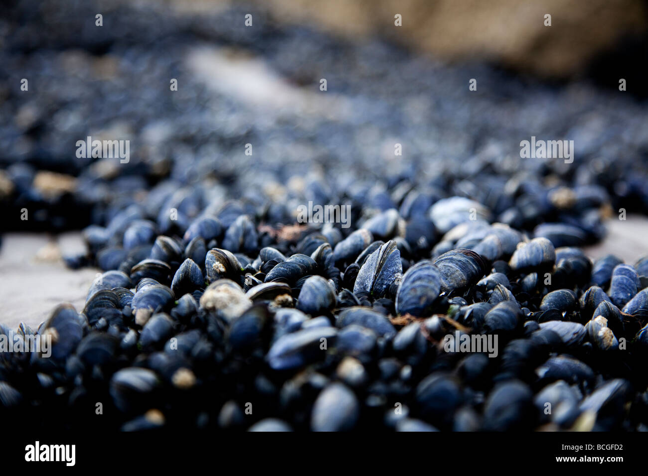 Mussels clinging to the surface of a rock Stock Photo - Alamy