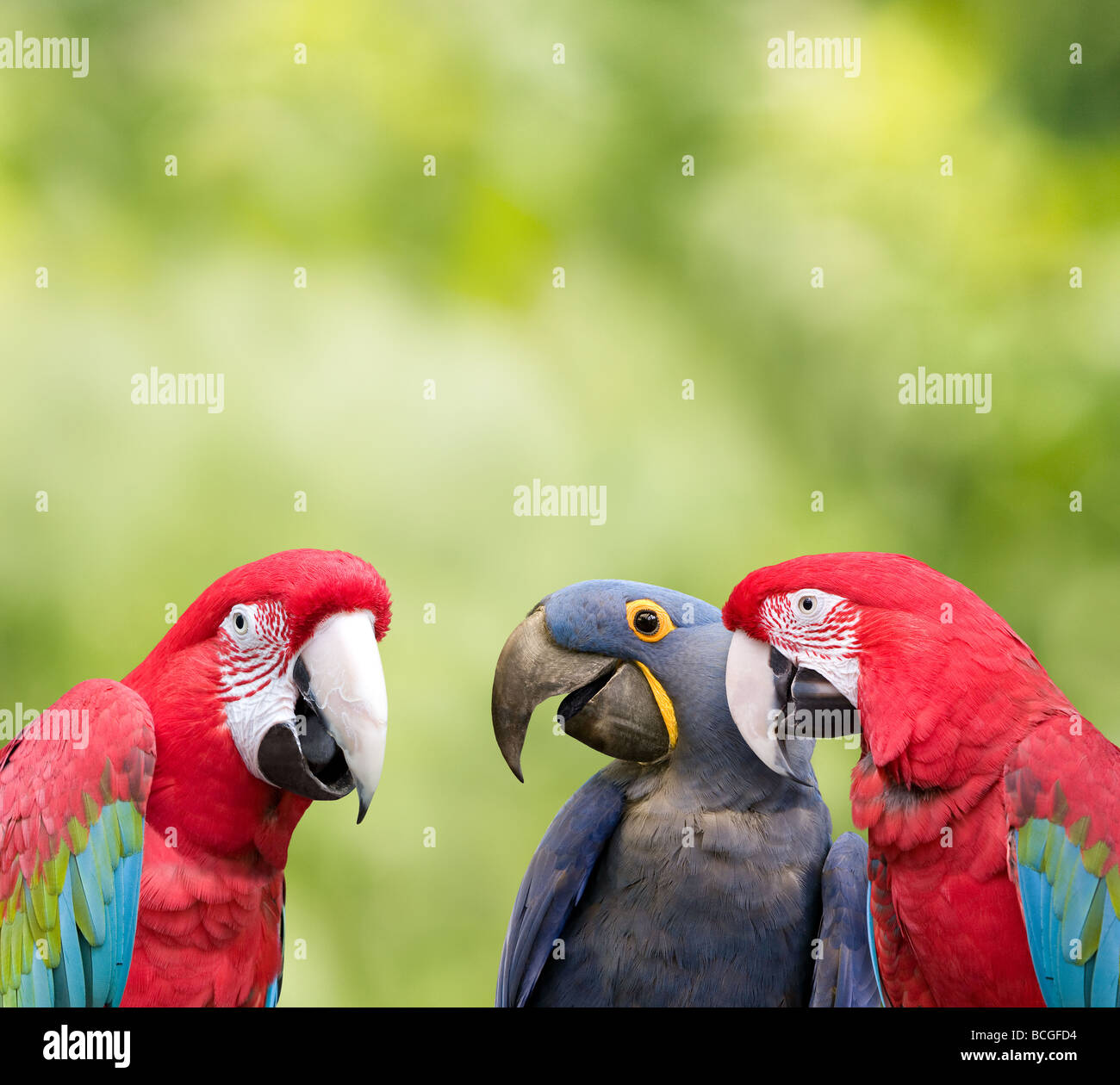 Three colorful parrots meeting together Stock Photo - Alamy