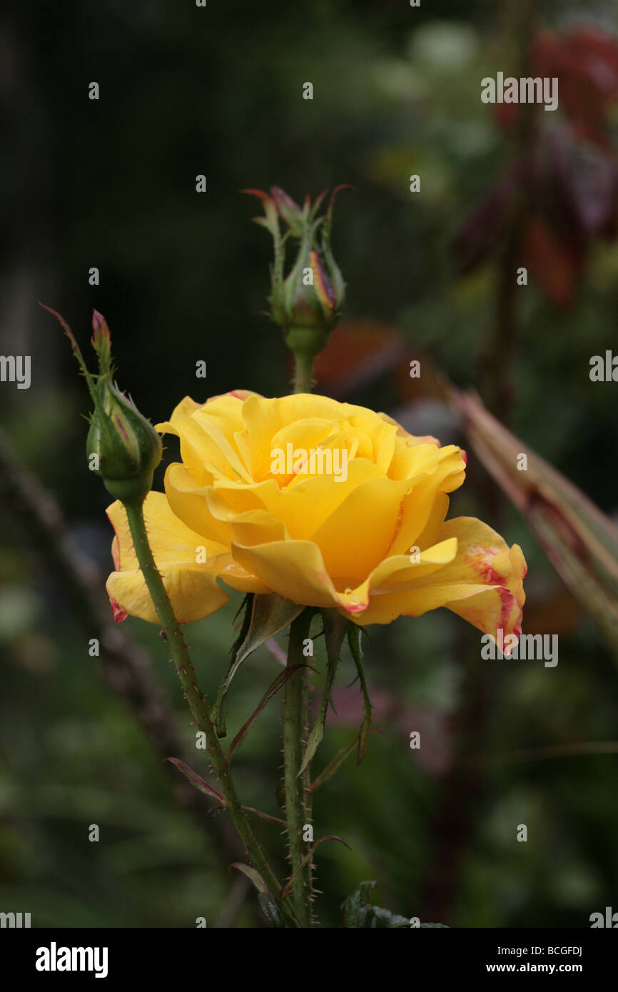 Rose Variety High Resolution Stock Photography and Images - Alamy