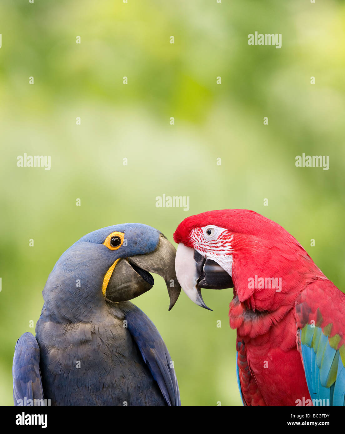 Two parrots staring into eachother's eyes Stock Photo - Alamy