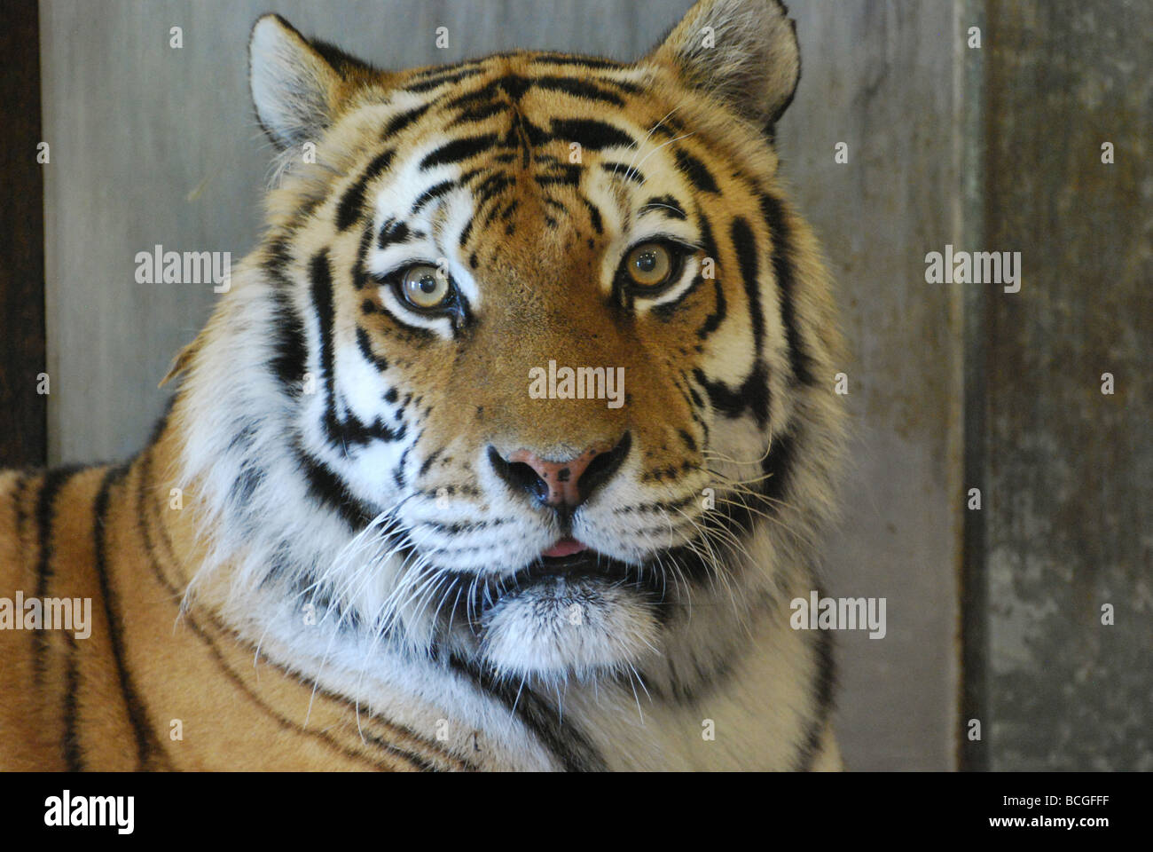 Amur (Siberian) tiger looking into camera Stock Photo - Alamy