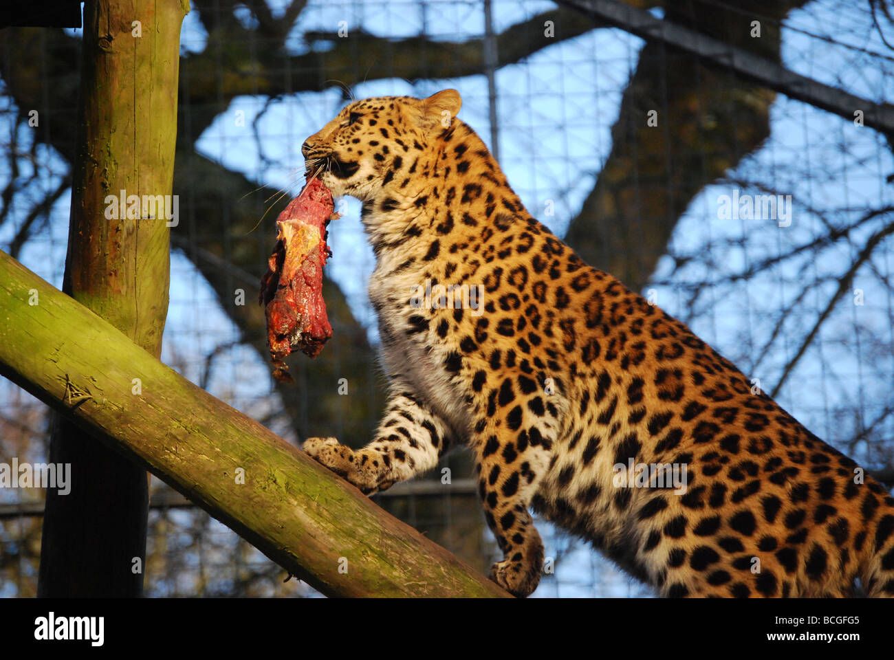 Amur leopard carrying meat Stock Photo - Alamy
