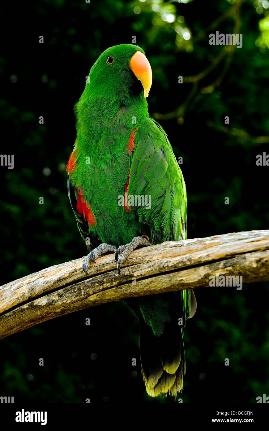A perching Eclectus Parrot that is native to the Solomon Islands Stock ...